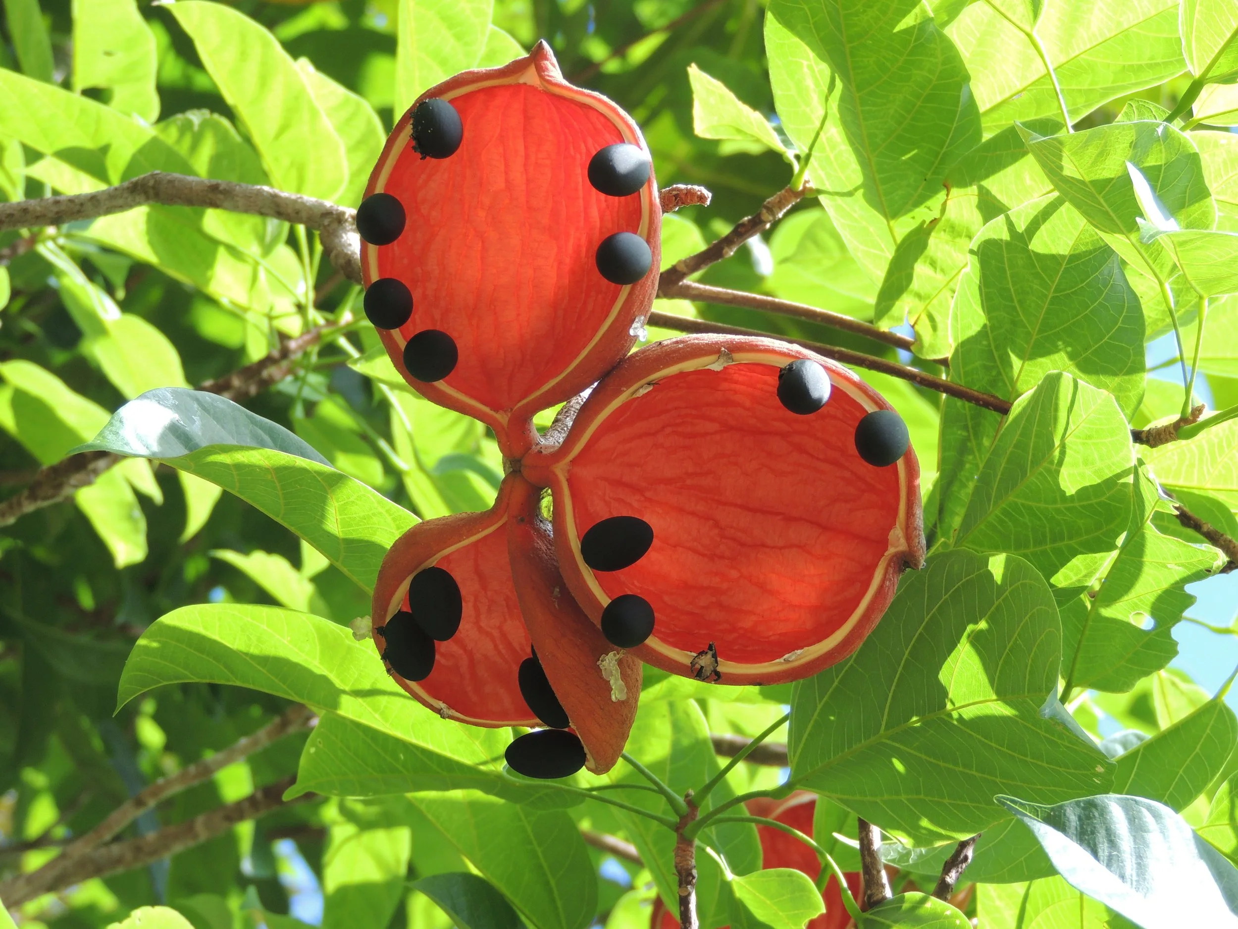Rainforest Conservation Foundation