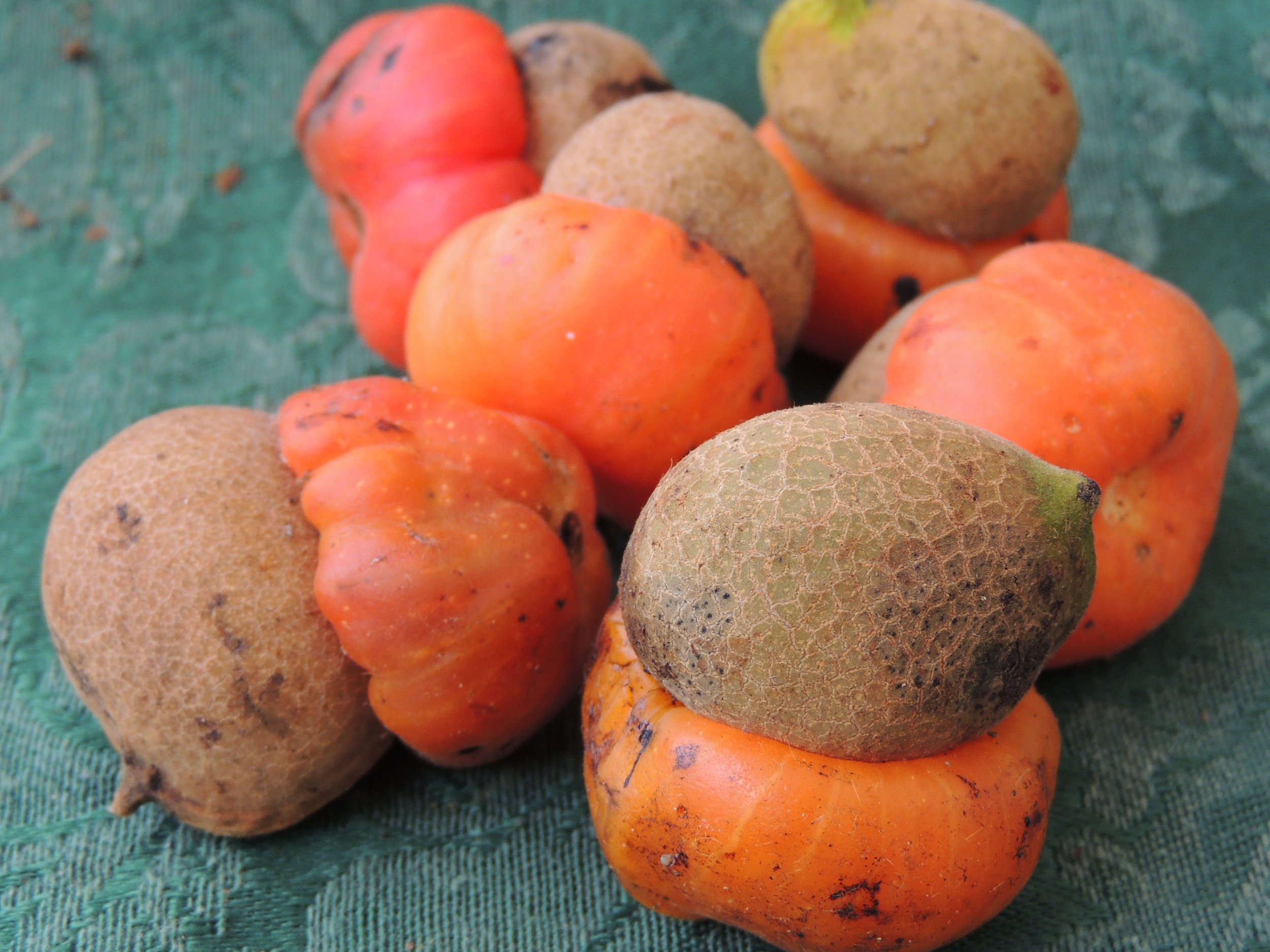 Make a One-Time Donation — Rainforest Conservation Foundation