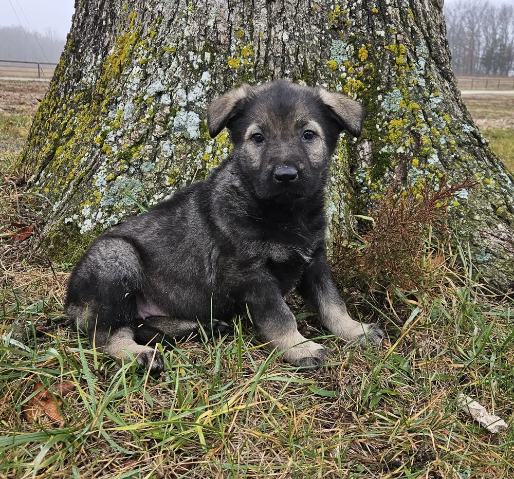 Maverick German Shepherds