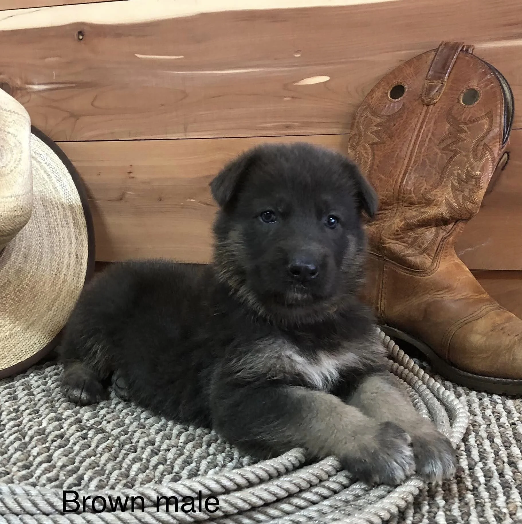 Maverick German Shepherds