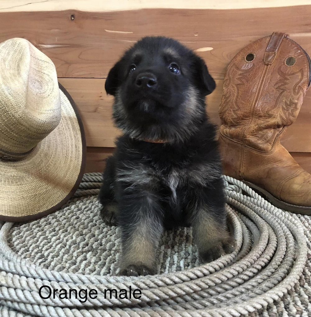 Maverick German Shepherds