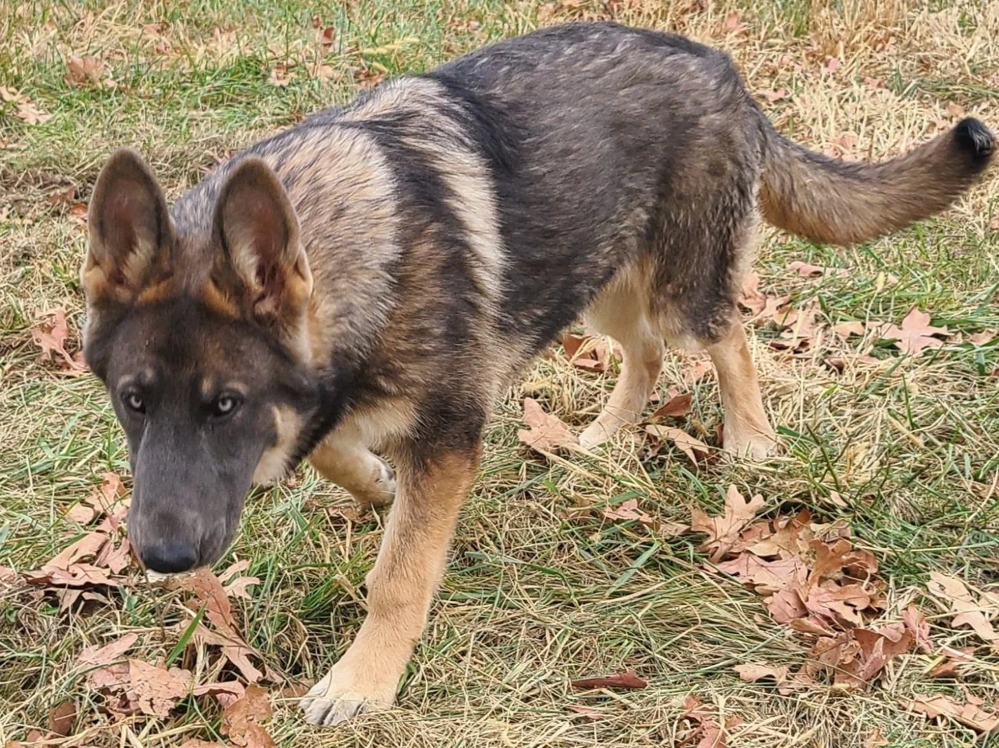Maverick German Shepherds