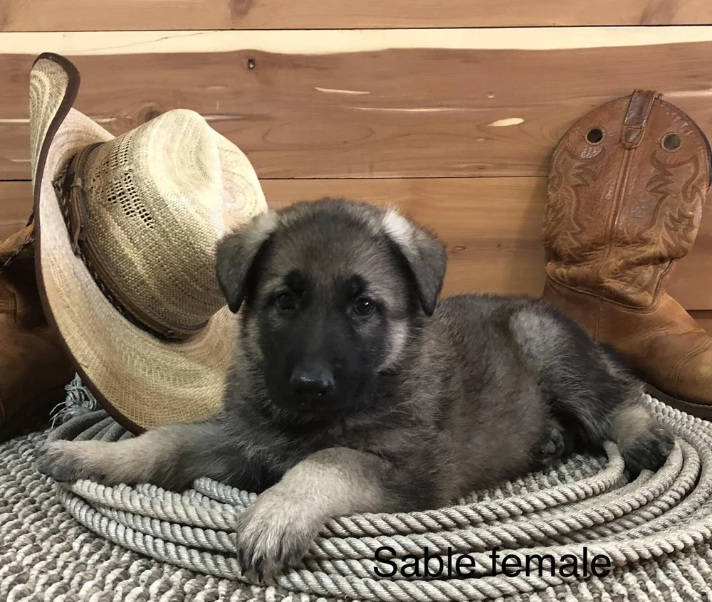 Maverick German Shepherds