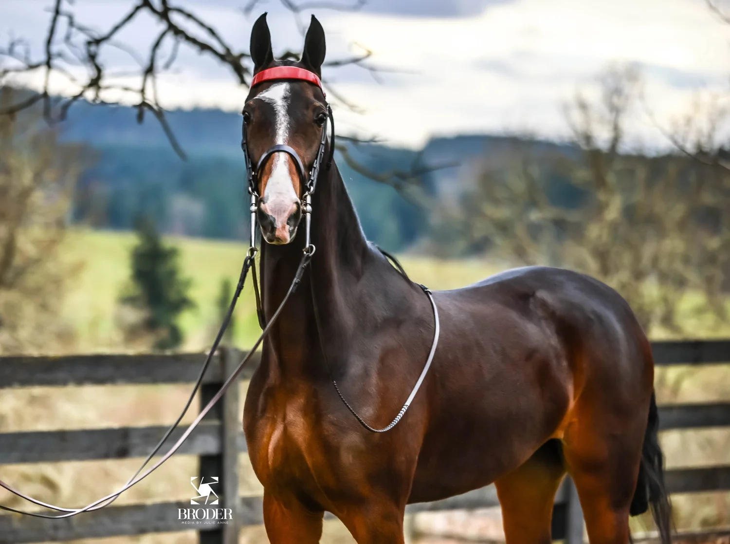 Northwest Saddlebred Association