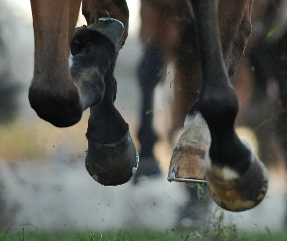 Horse Racing Terms Explained: A Beginner's Guide to the Basics — Deva ...