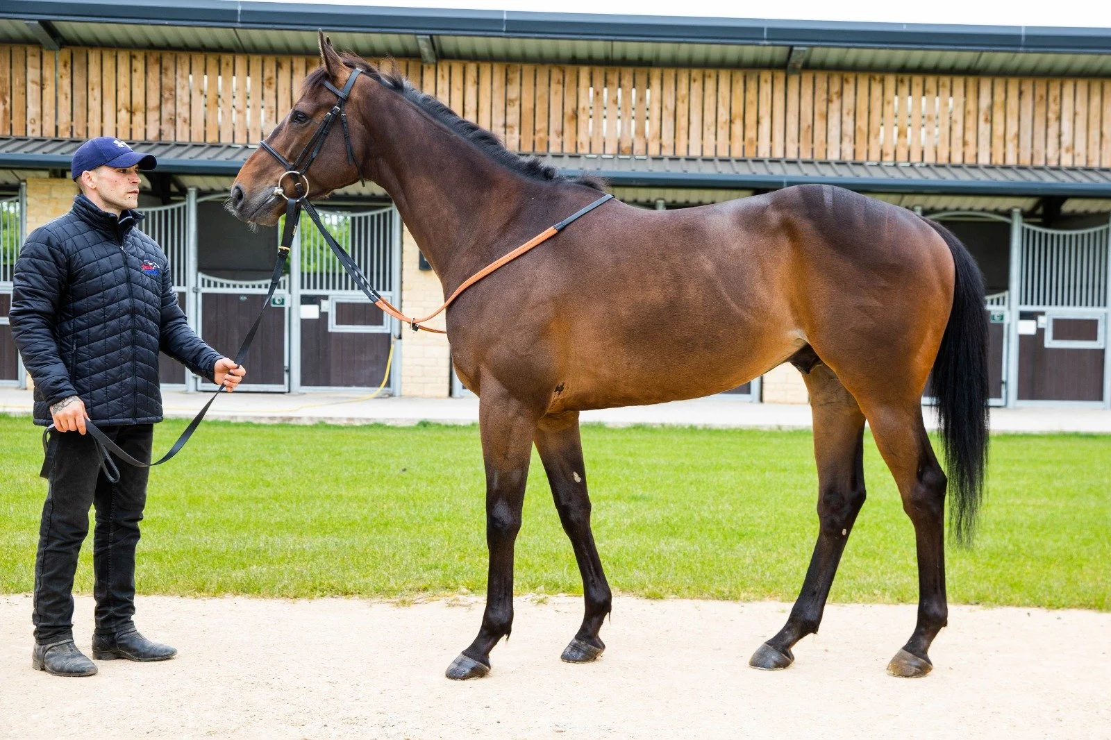 Horses in Training — Deva Racing