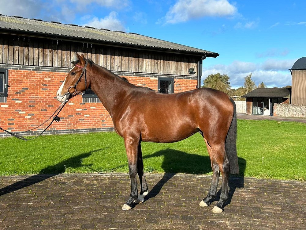 Horses in Training — Deva Racing