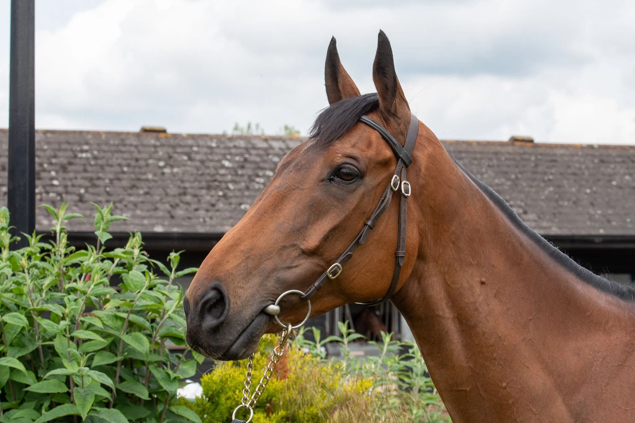 Horses for Sale — Deva Racing