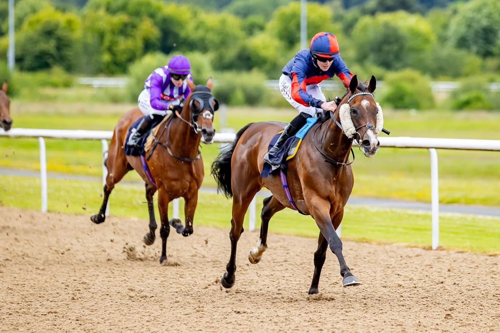 Horses in Training — Deva Racing