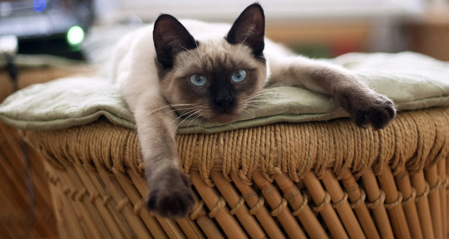 Are Catios Good For Cats? — Rocky Mountain Rebel Renovations