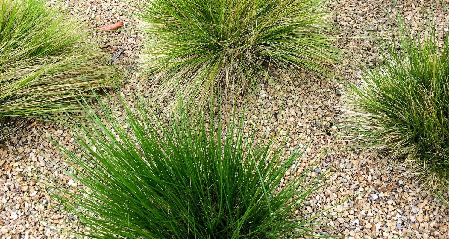 Best Drought Resistant Grass 6 Best Drought Tolerant Grass Types For