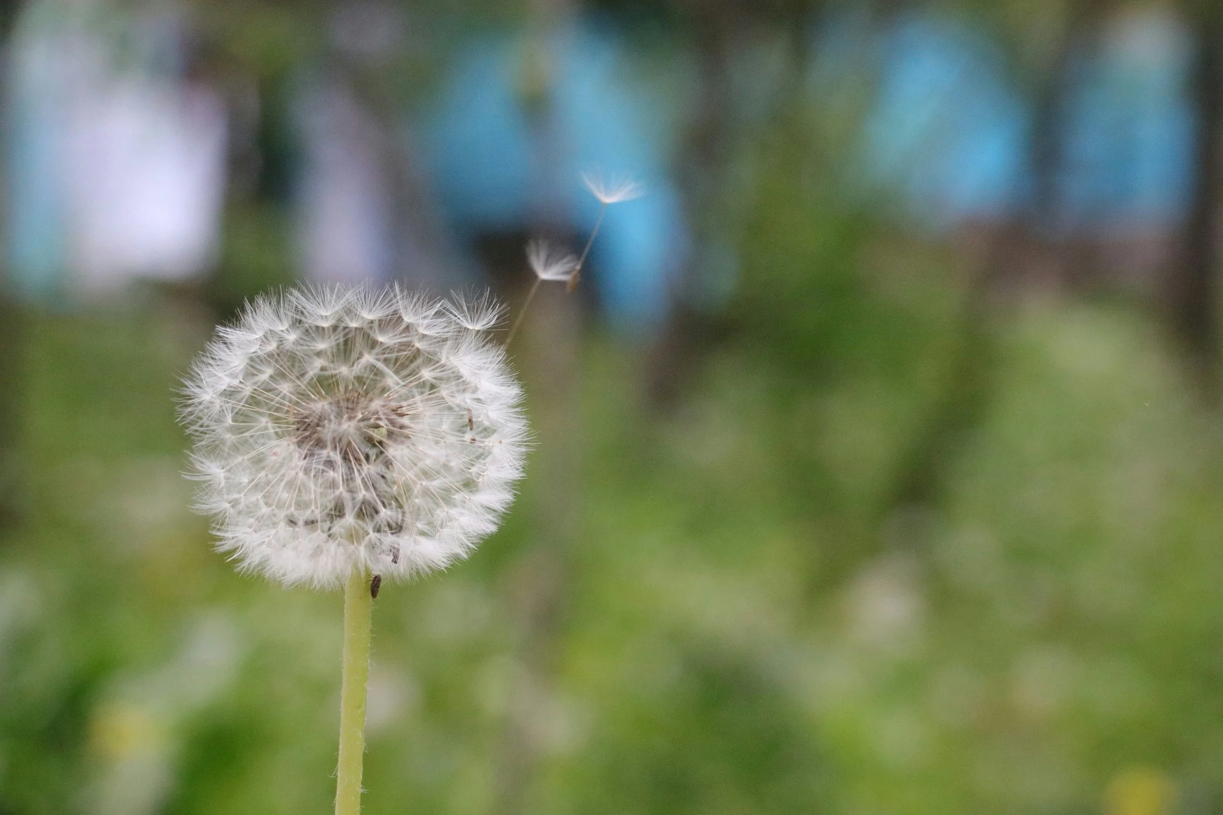 Embracing Compassionate Detachment: A Necessary Skill for Introverts ...