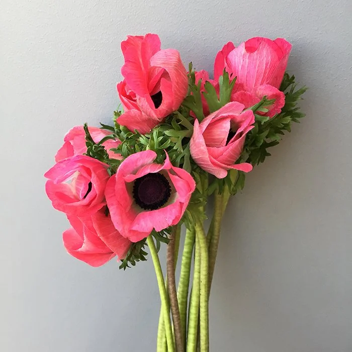 Seasonal March Flowers | Orlando Wholesale Florist