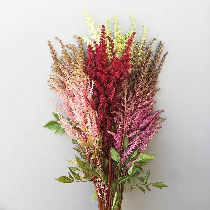 Flower Index | Orlando Wholesale Florist