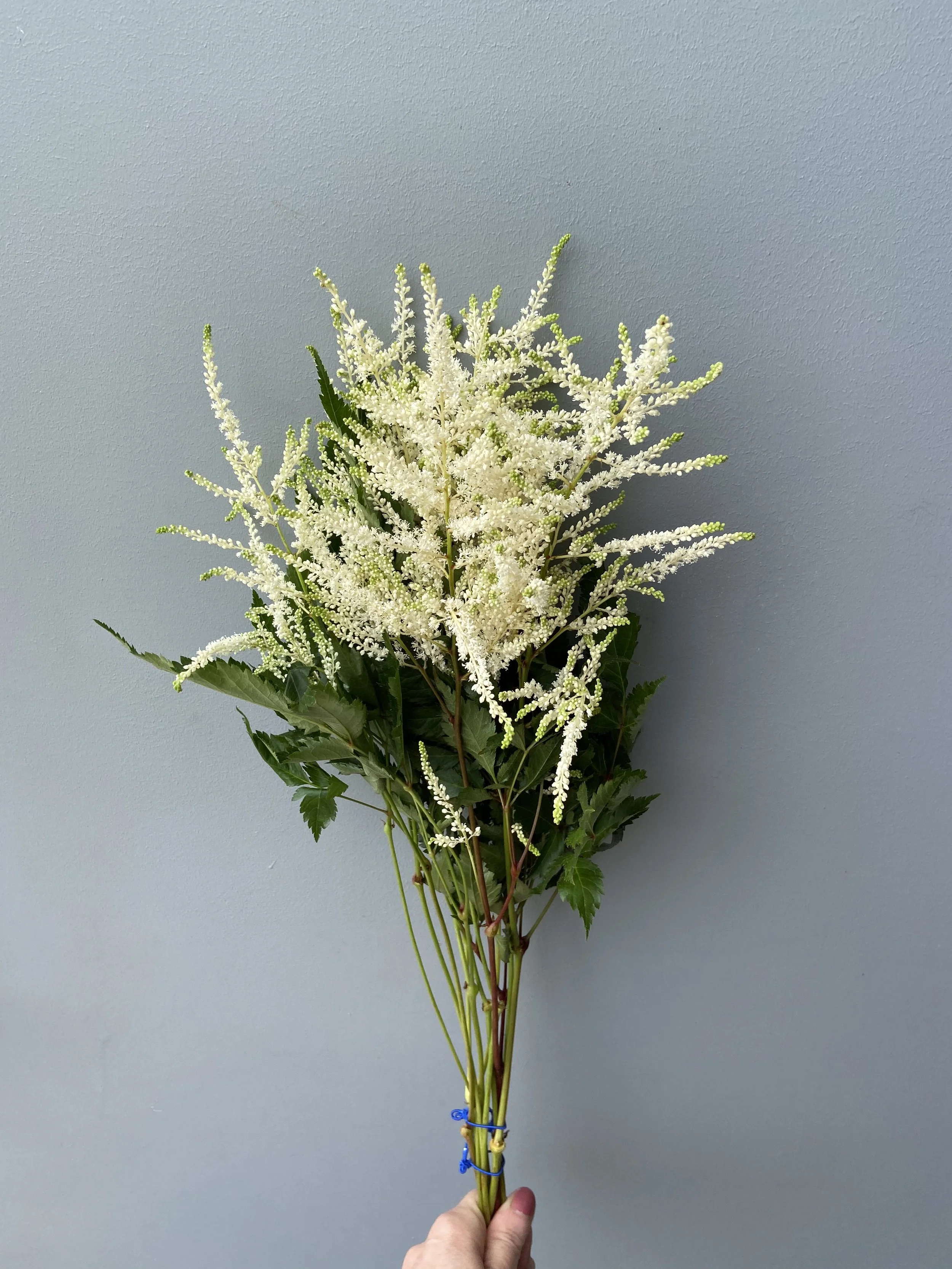 Seasonal January Flowers | Orlando Wholesale Florist