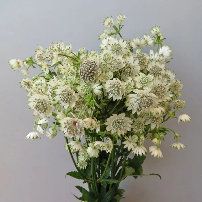Seasonal January Flowers | Orlando Wholesale Florist