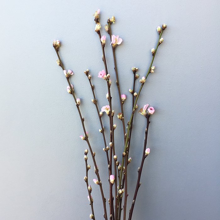 Seasonal January Flowers | Orlando Wholesale Florist