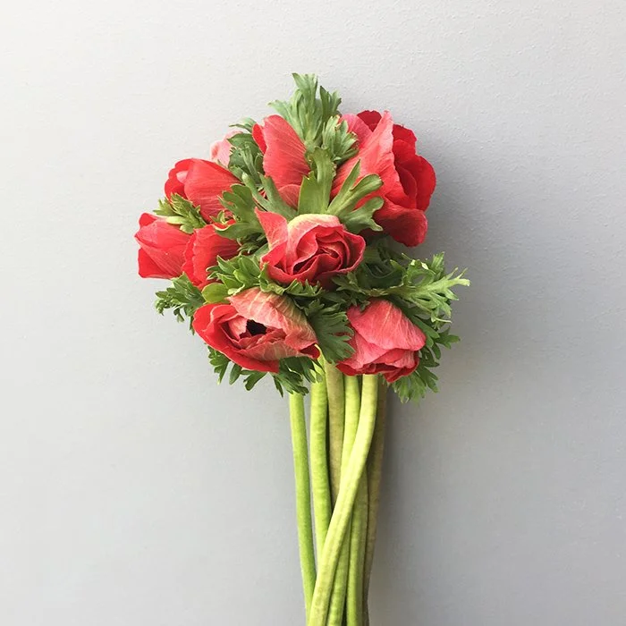 Seasonal June Flowers | Orlando Wholesale Florist