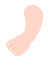 Little Feet, Big Questions: What’s Normal in Baby Foot Development ...