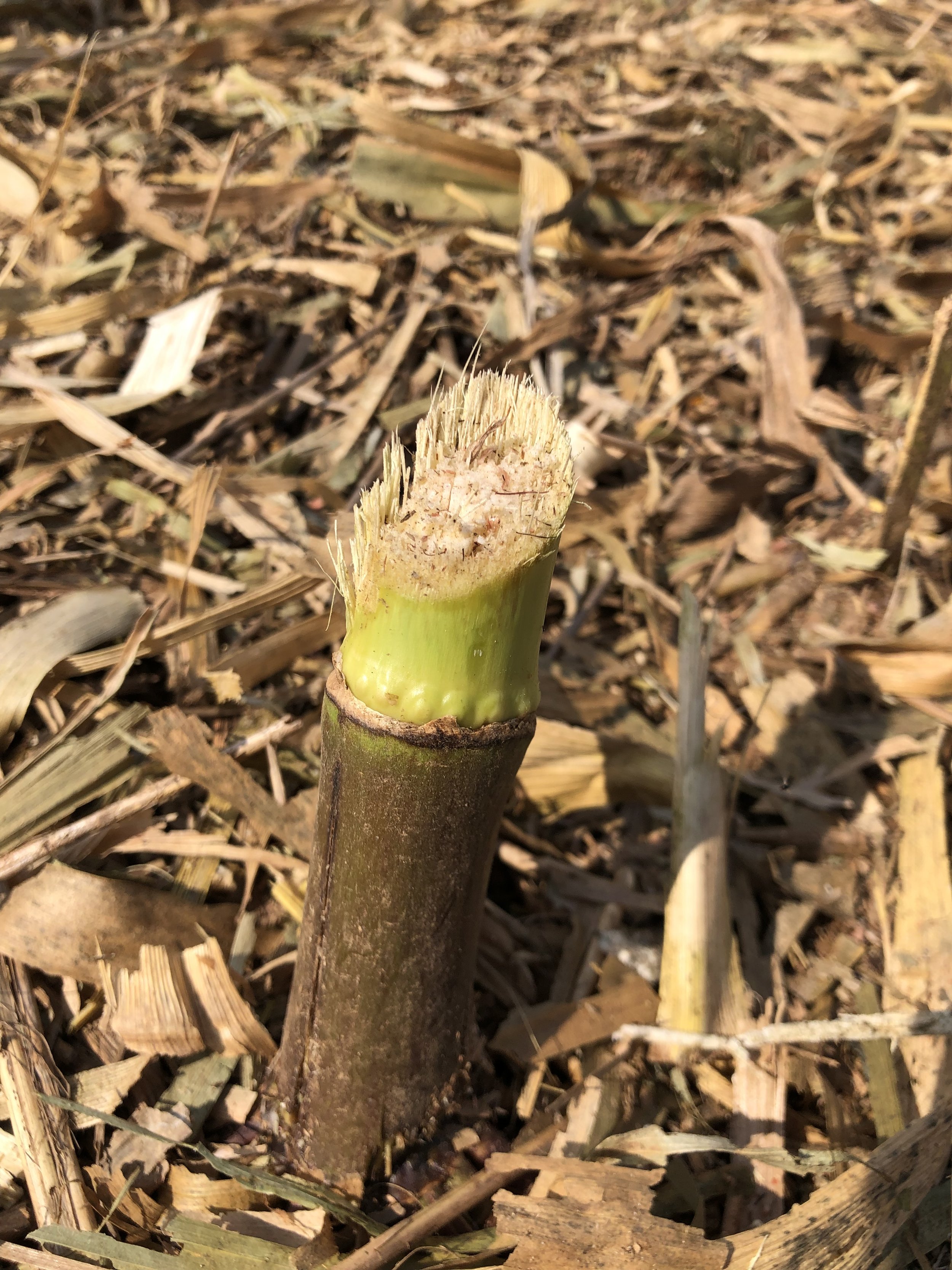 FlowForm™ Technology: Pioneering Sustainable Packaging — Kanbol Corn Containers