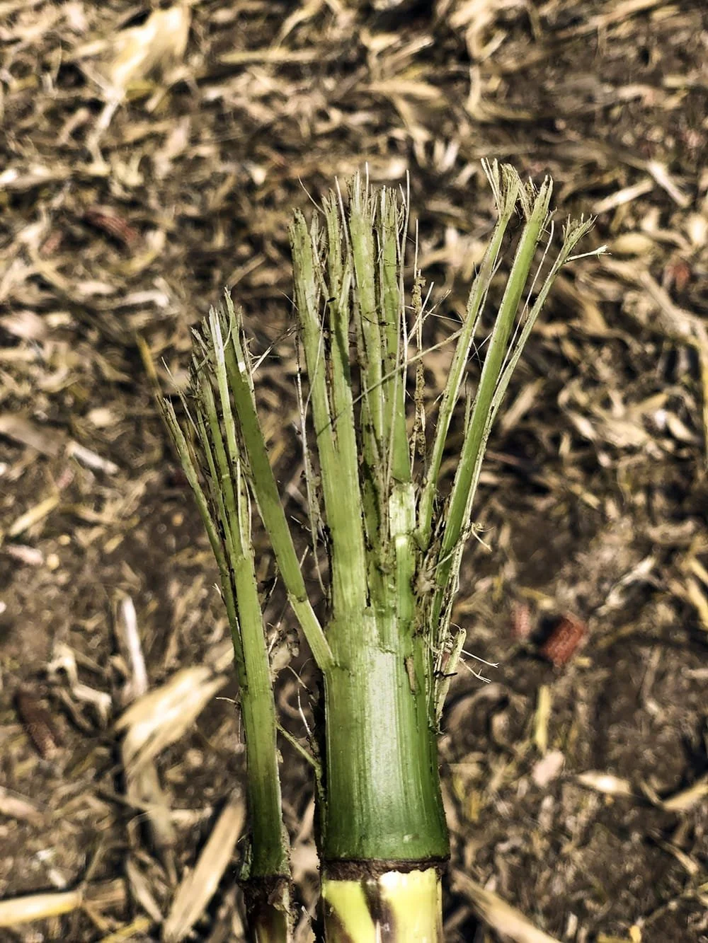 Plant Based Packaging: The Ultimate Guide