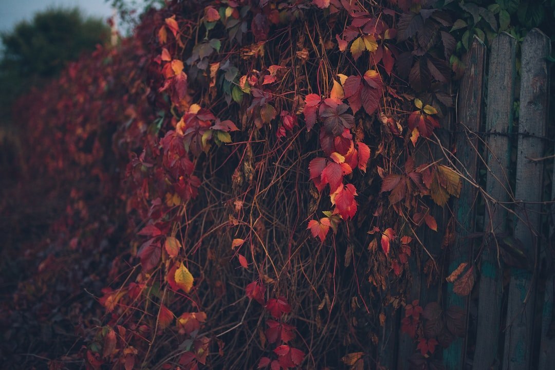 Vinum — Callusan US