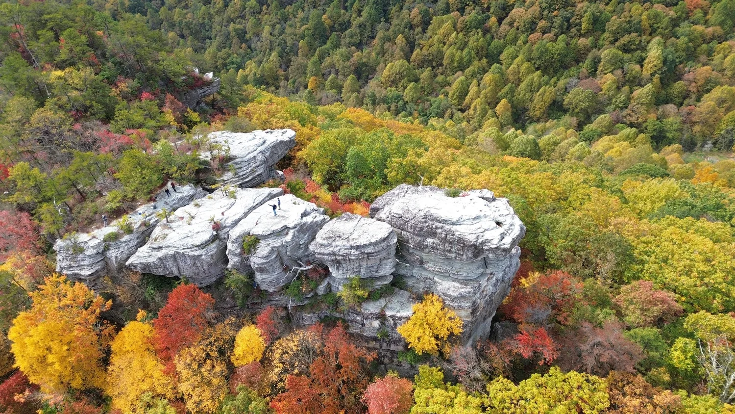 Board and Staff — Anne & Gene Worrell Foundation