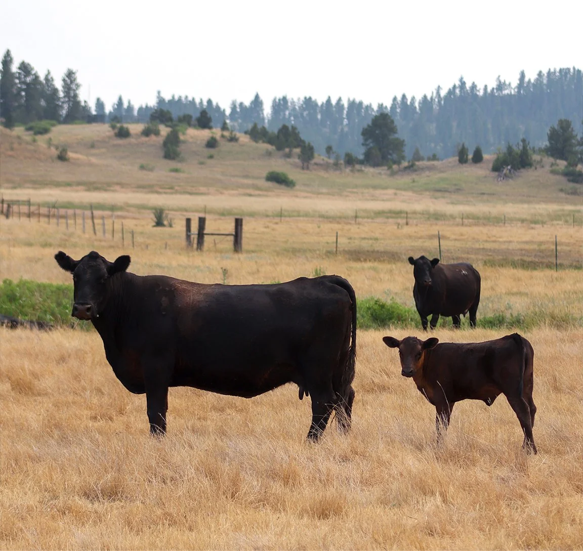 Production — Mishima Reserve