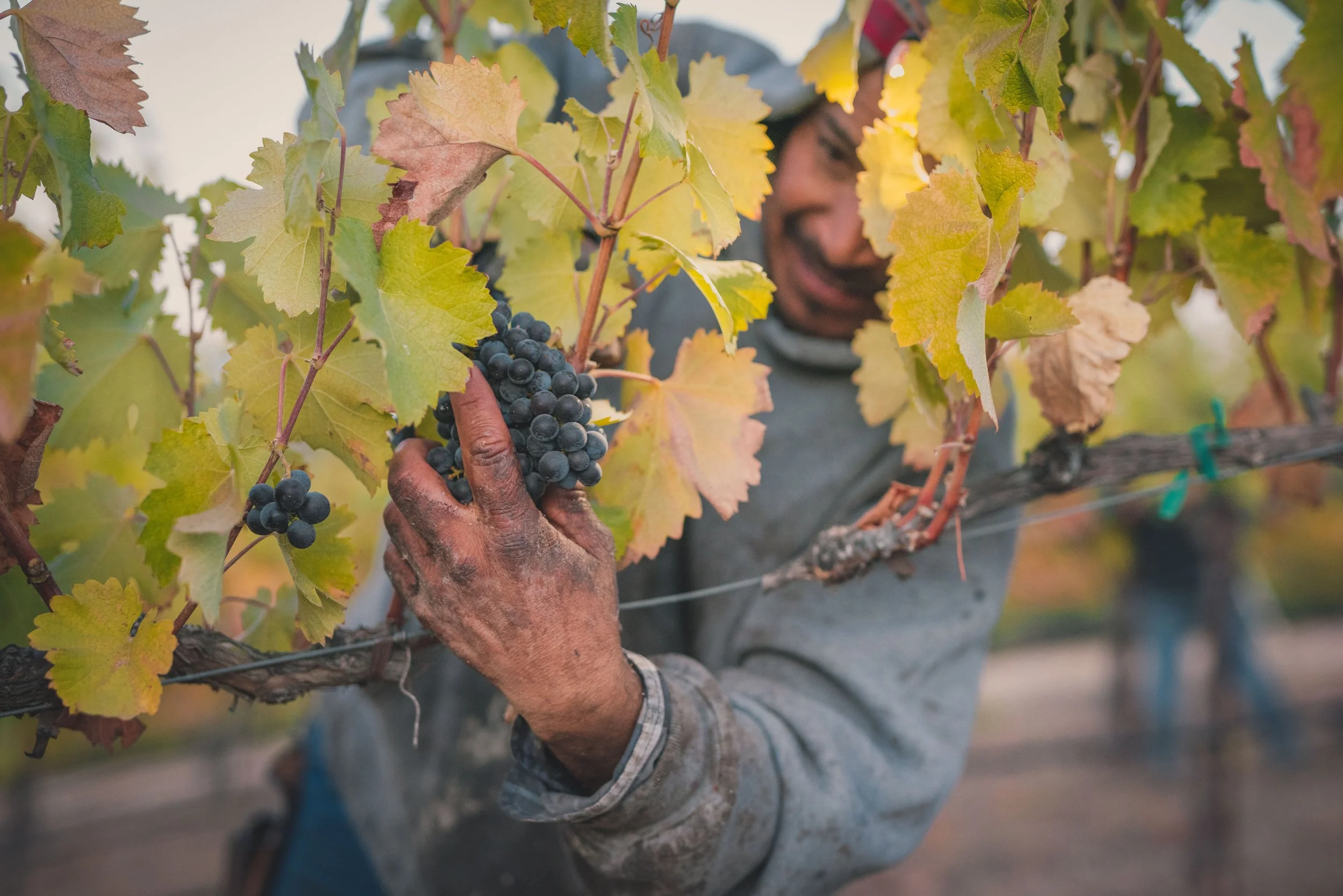Alta Colina — Alluvial Wine & Spirits