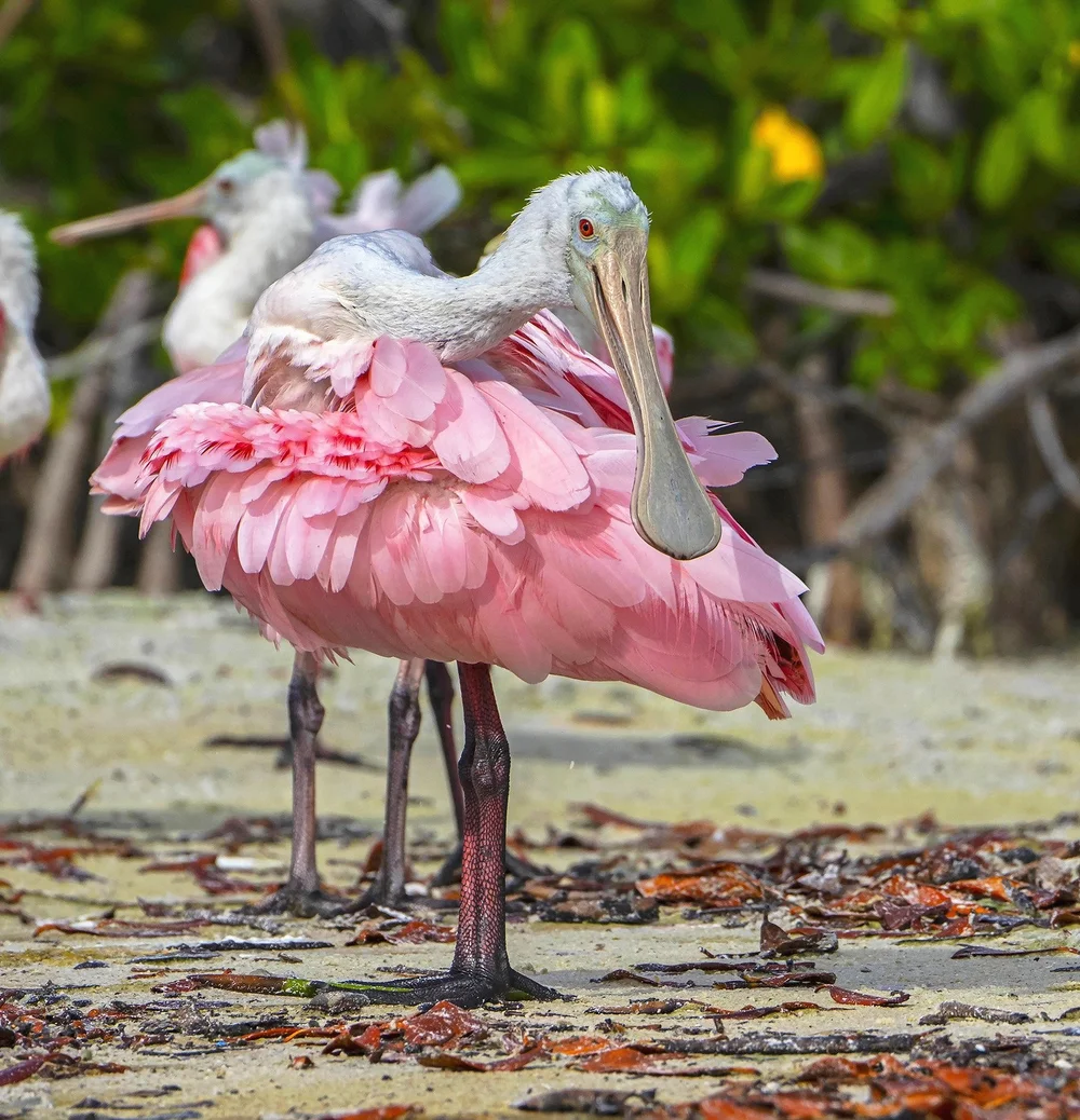Seek the Enchanting Roseate Spoonbill: An Unforgettable Boat Tour in ...