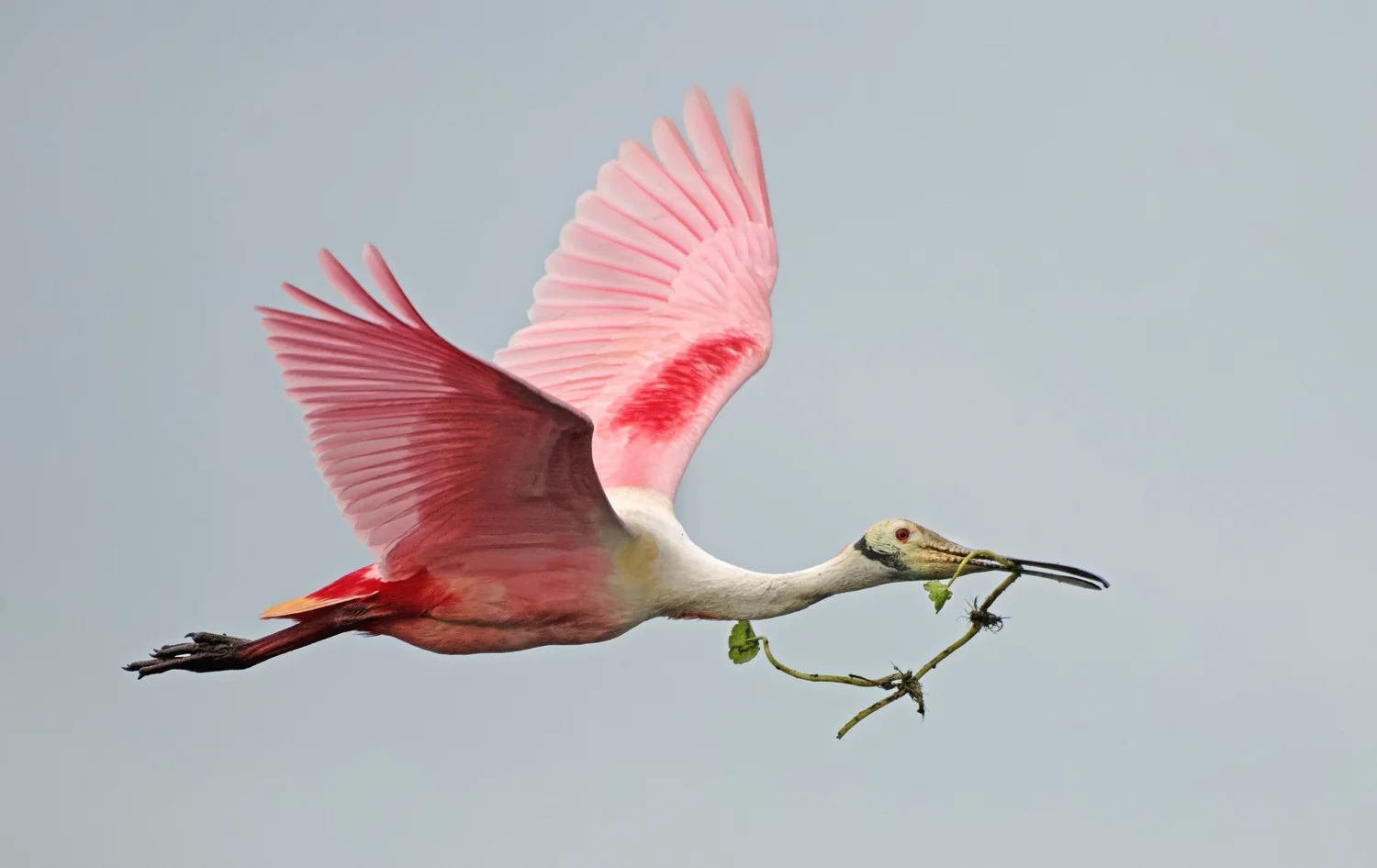 Seek the Enchanting Roseate Spoonbill: An Unforgettable Boat Tour in ...