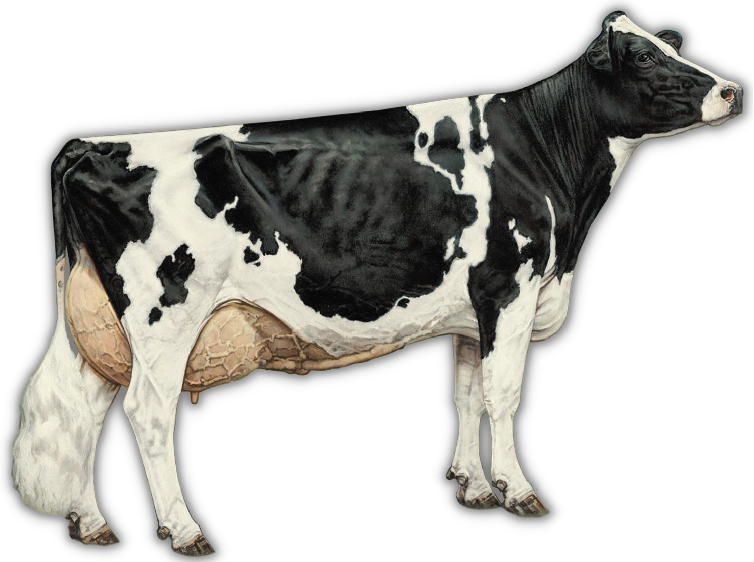National Junior Holstein Association