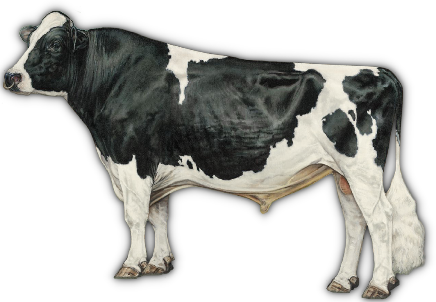 National Junior Holstein Association