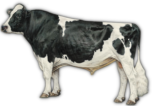 National Junior Holstein Association