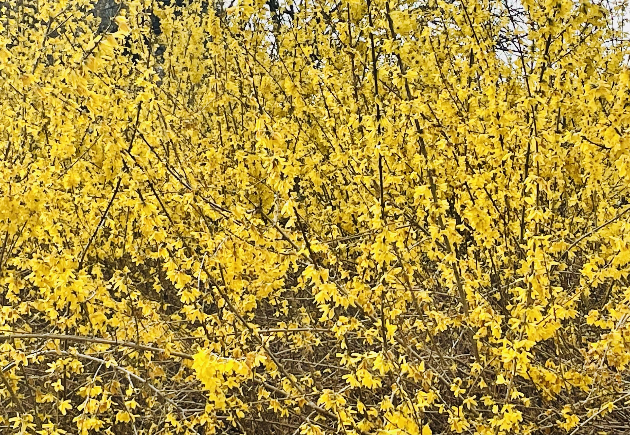 How to Grow Forsythia from Cuttings — Heritage Springs Family Farm