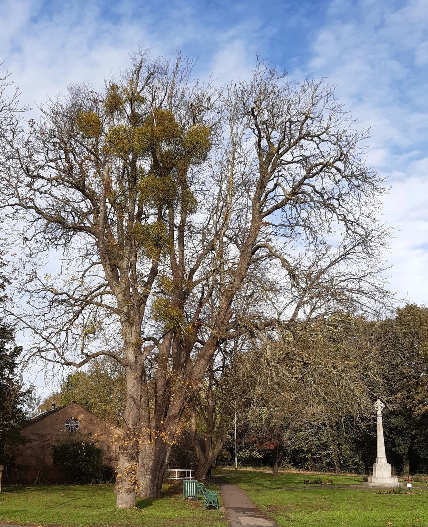 Mistletoe Mapping — Histon & Impington Green Spaces