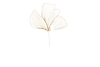 Ginkyo by Kinki