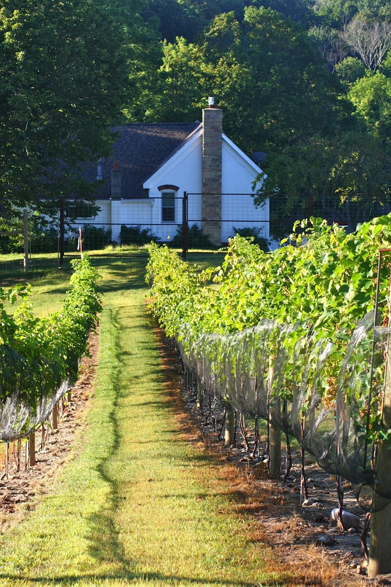 Chankaska Winery Story — Chankaska Creek Ranch, Winery & Distillery