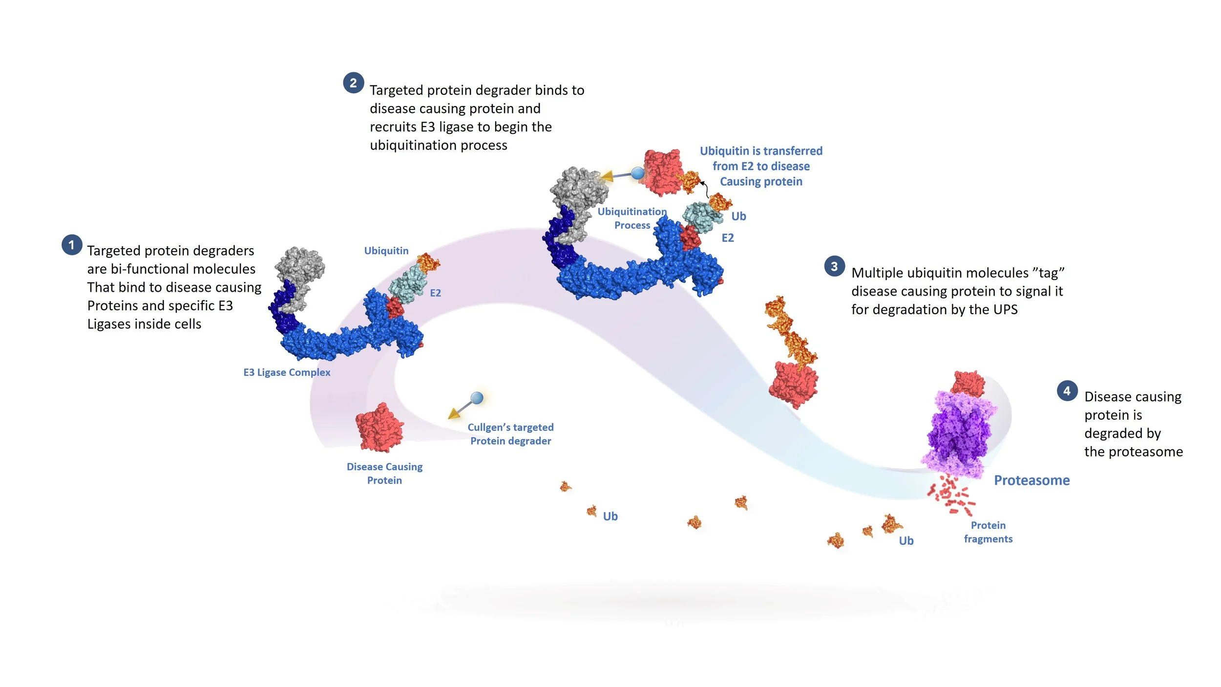 Protein Degradation — Cullgen