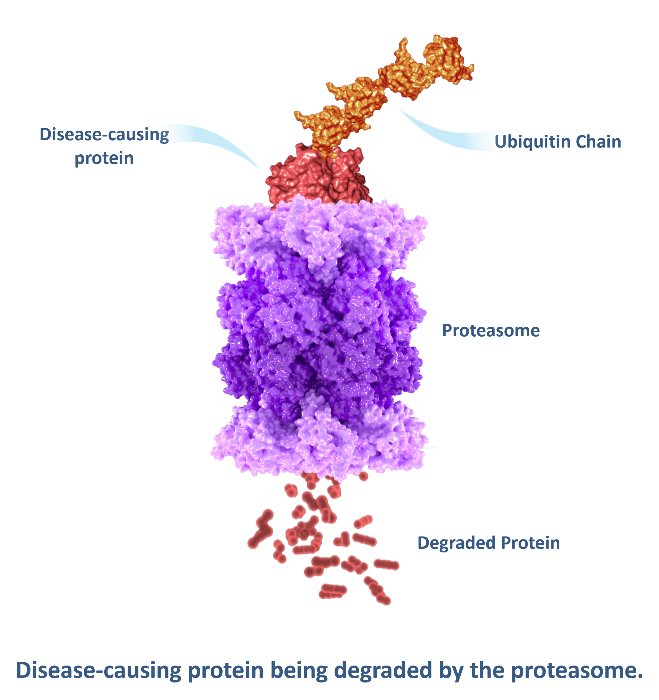 Protein Degradation — Cullgen