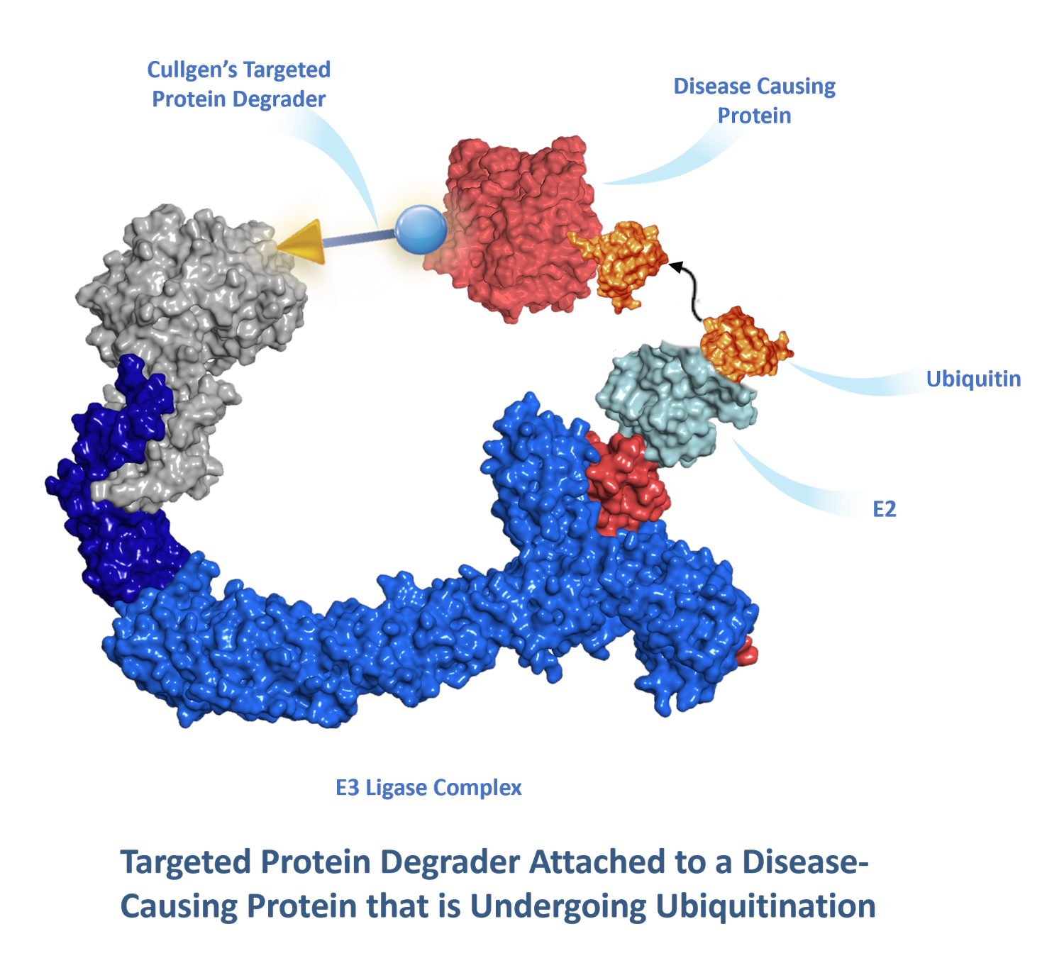 Protein Degradation — Cullgen