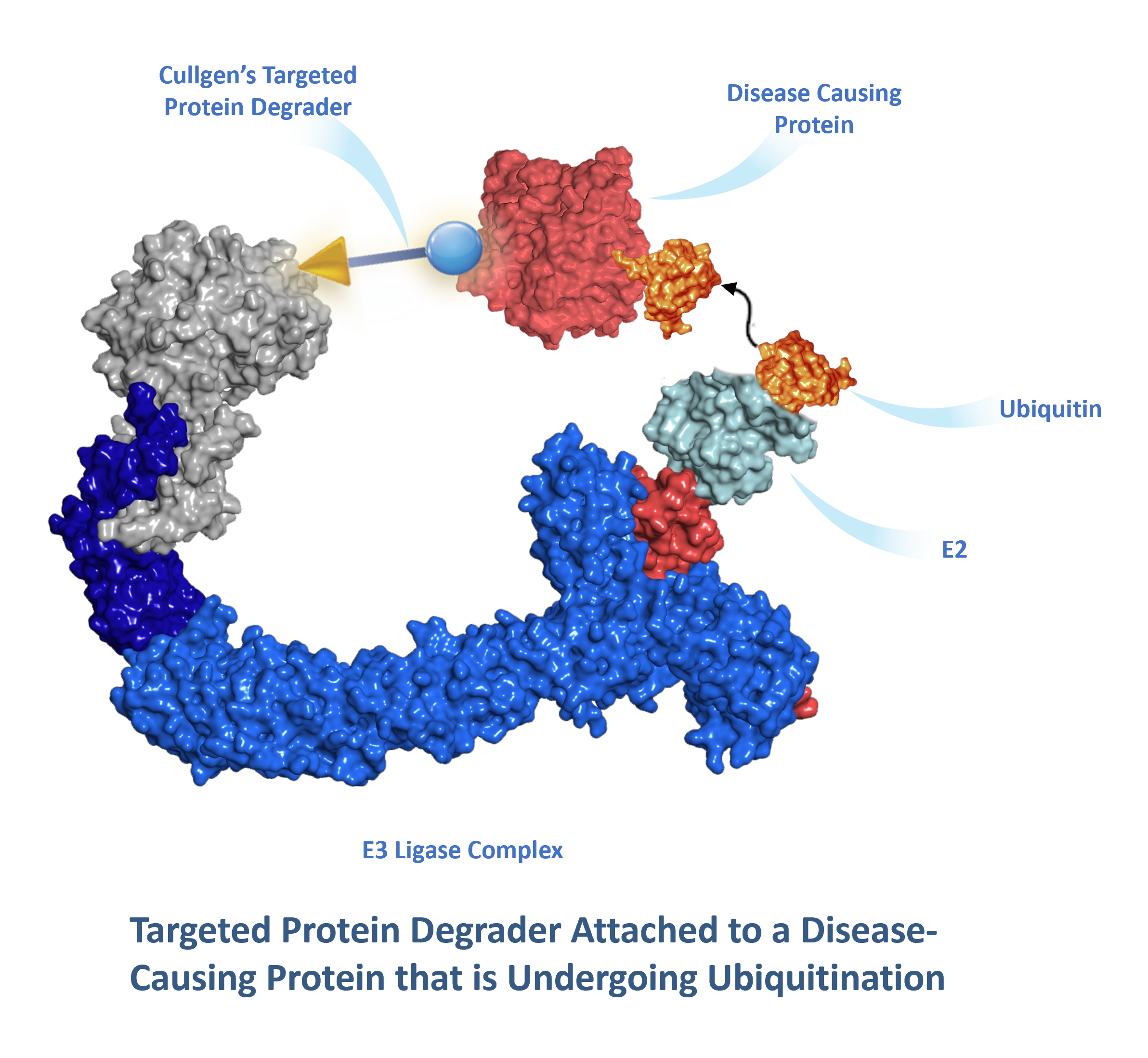 Protein Degradation — Cullgen