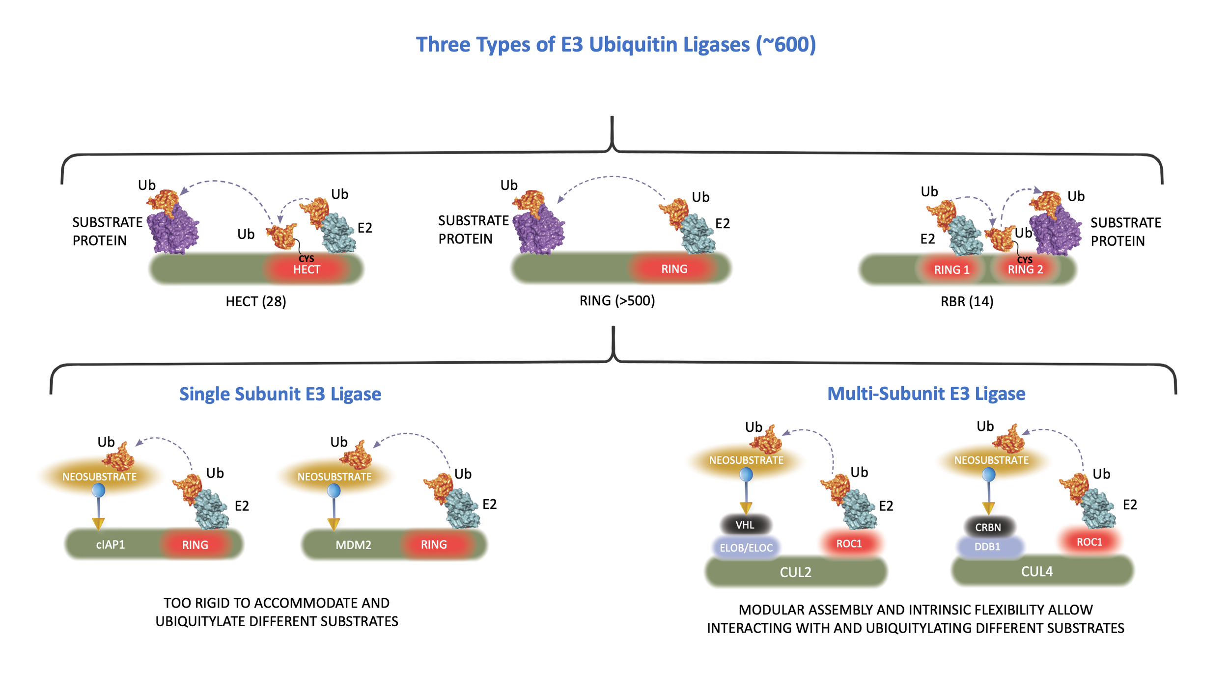 UPS and E3s for Geeks — Cullgen