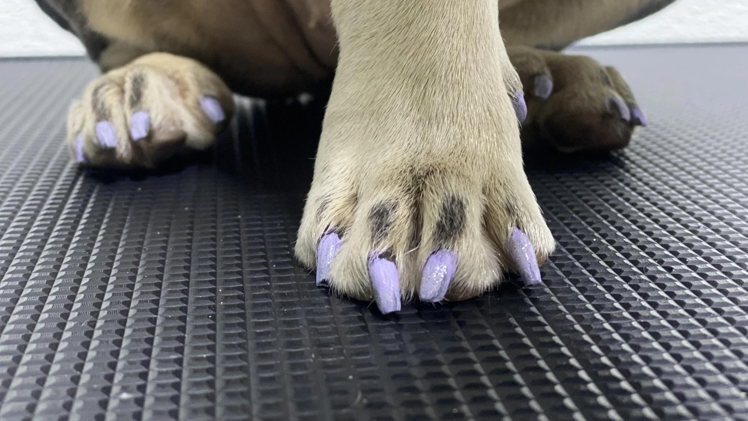 Services — Tail Swagger