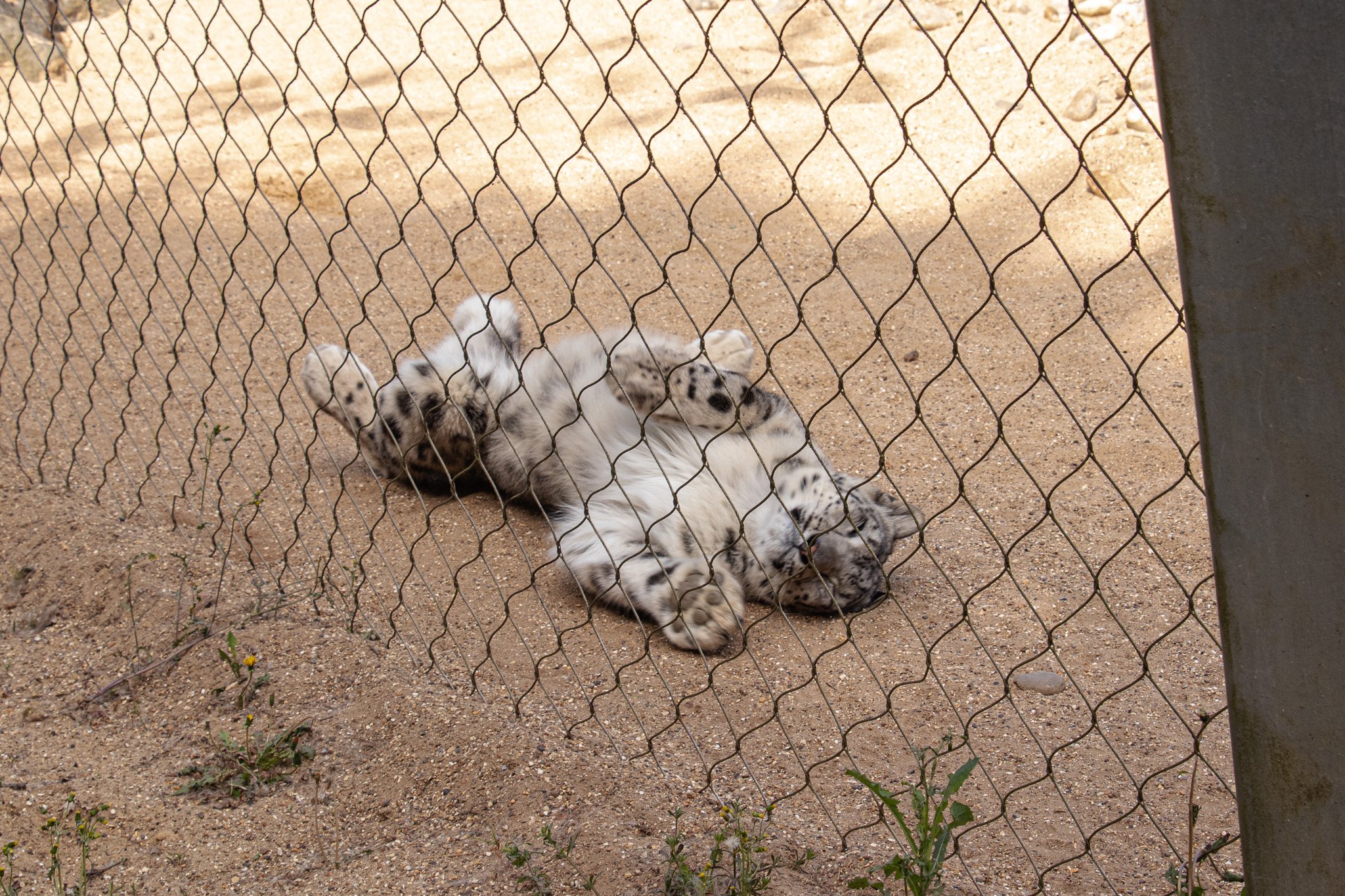 Specialist Wildlife Structures — Jordan Metalwork