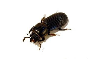 Bess Beetles and Introducing "The Daily Antenna" — The Bug Chicks