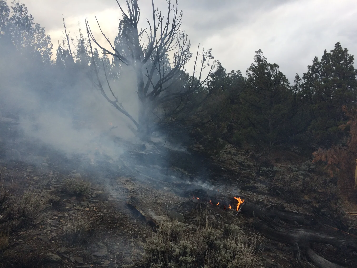 Serial Arson Training — Serial Wildland Arson Investigation Training
