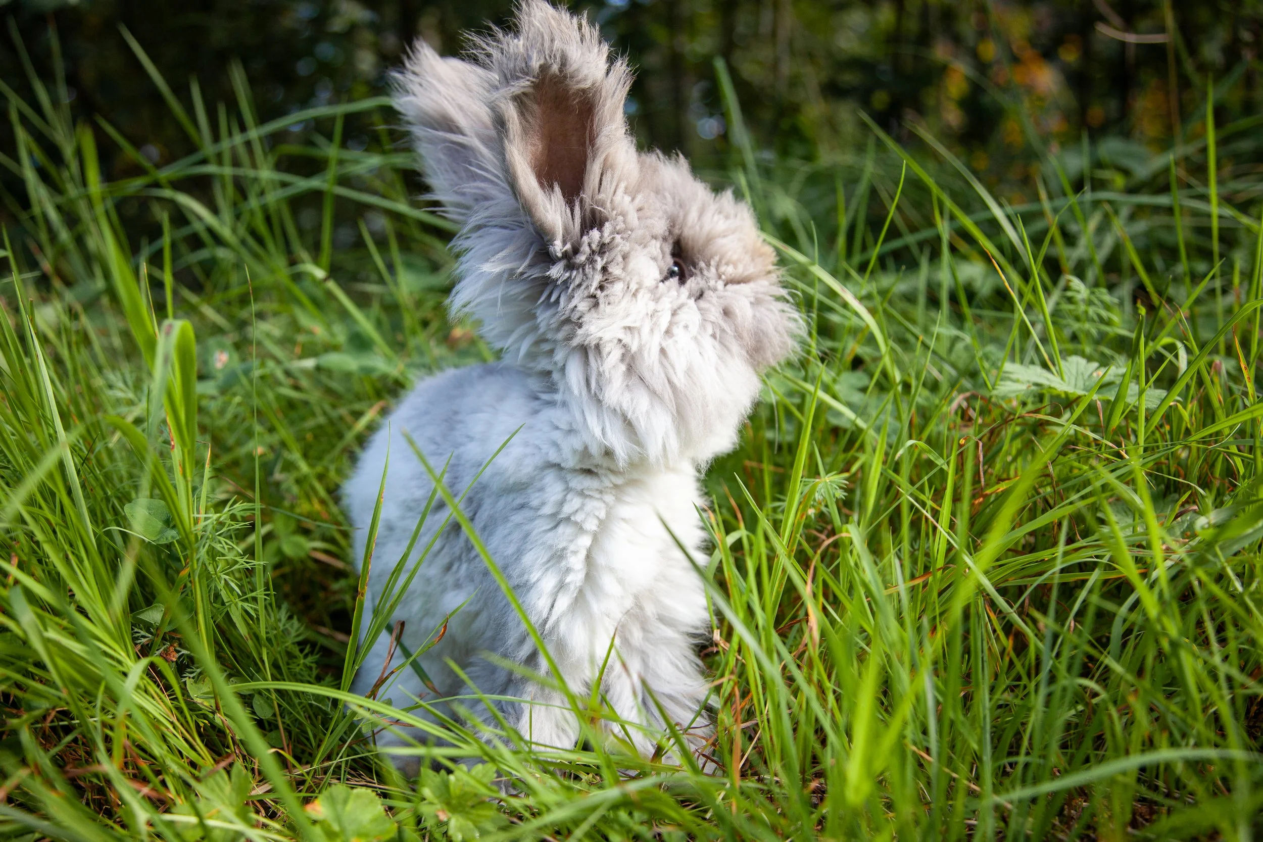 Våre Kaniner — Bamsekaniner - Mellas Kaningård