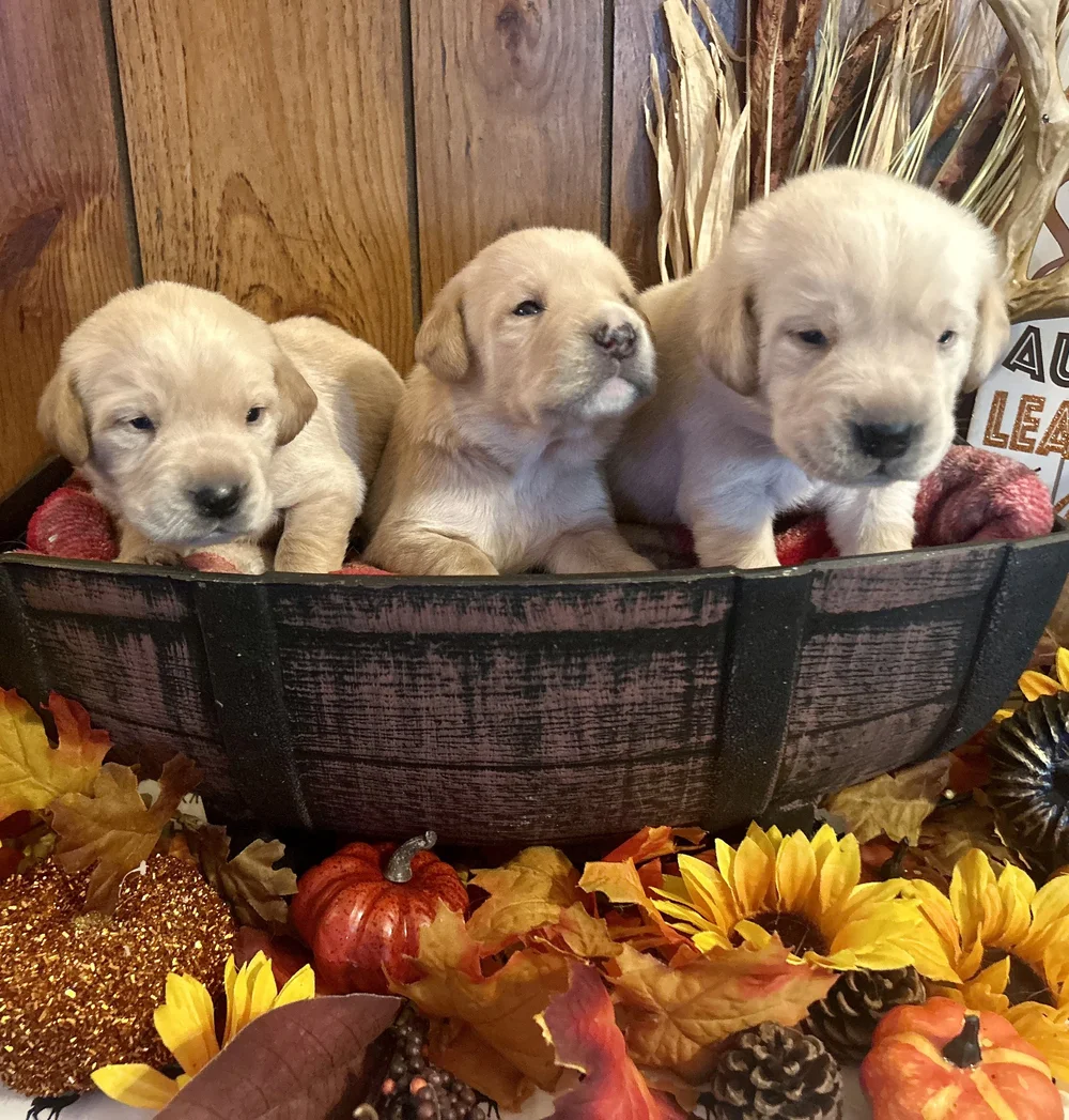 Duckhill South Puppies | Discover Your Perfect Puppy Today — DUCKHILL ...