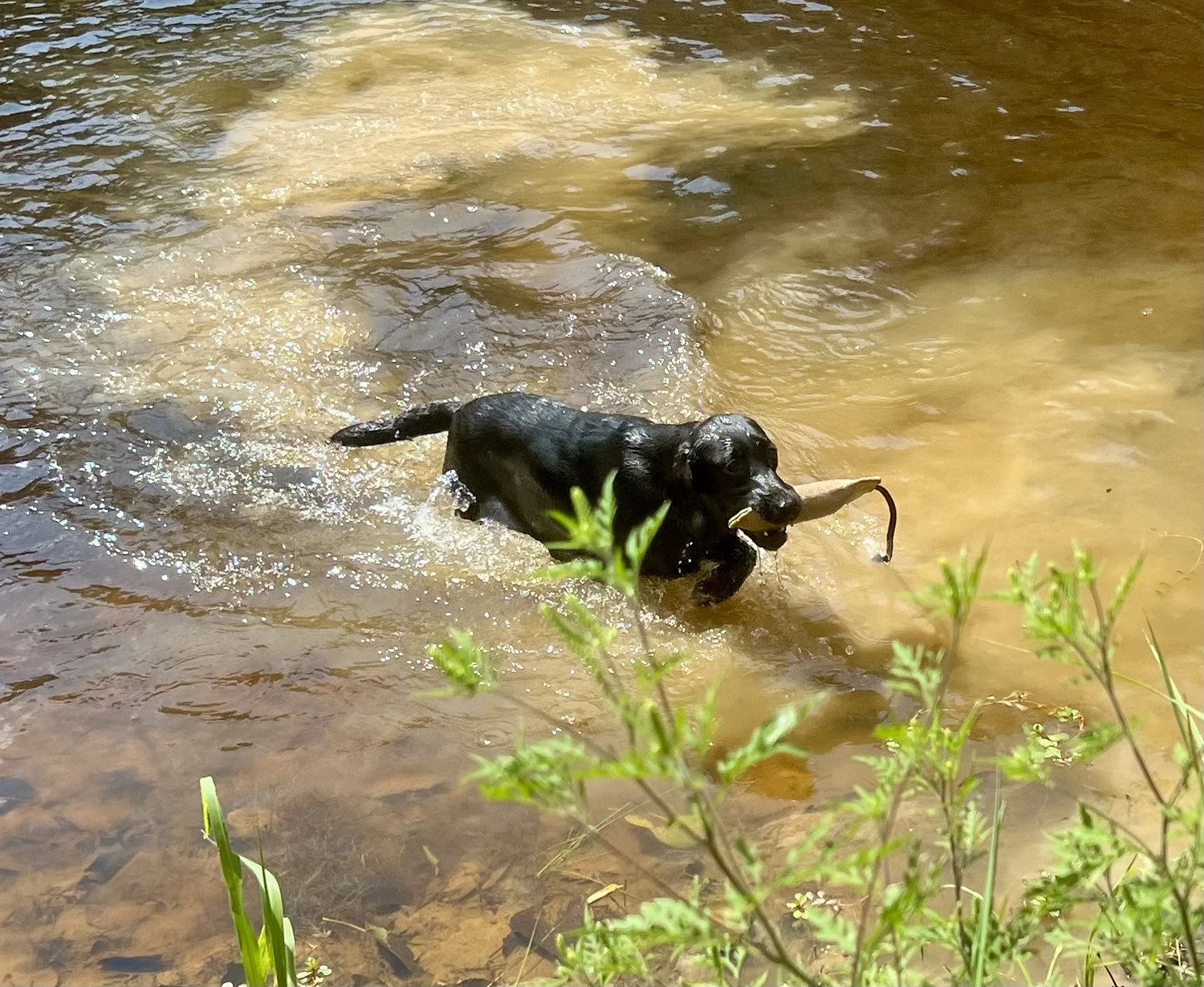 Canoe Labradors — DUCKHILL KENNELS founded by Robert Milner